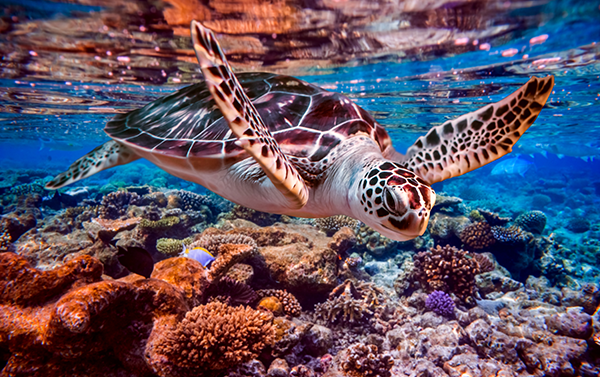 MCCS Kerama Island Snorkeling Tour