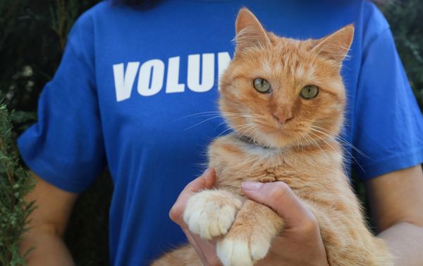 MCCS Animal Rescue Volunteer