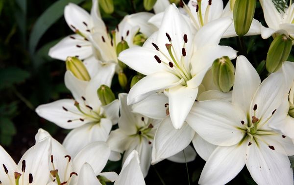 MCCS Ie Island Lily Festival