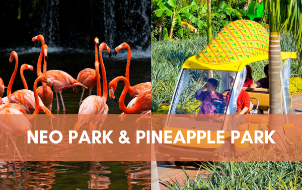 MCCS Neo Park Tour & Pineapple Park